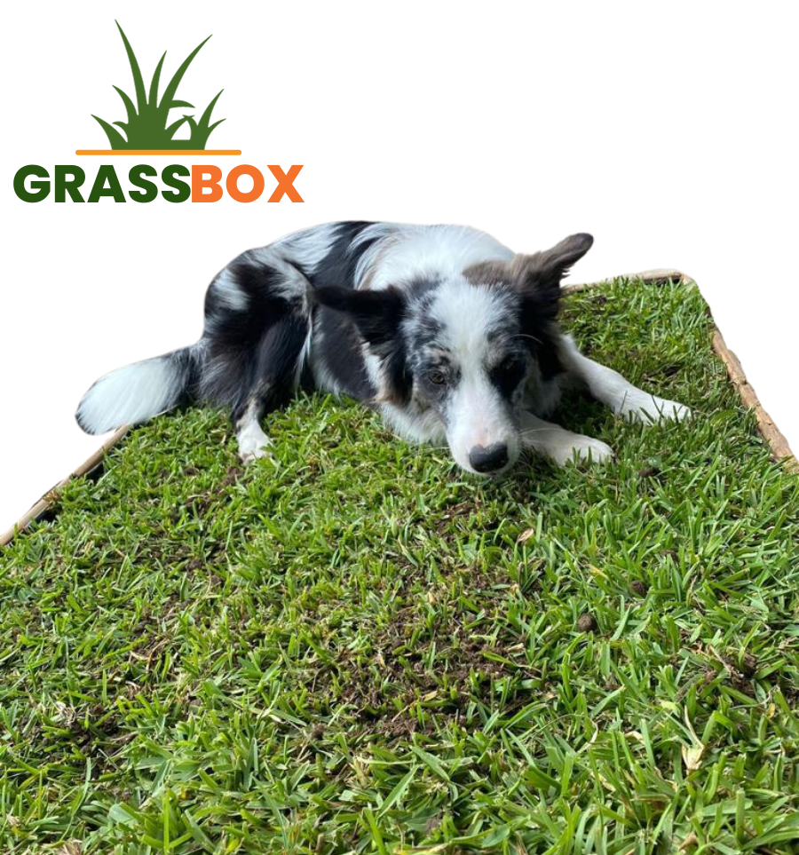 Tienda – GRASSBOX